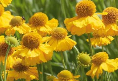 20+ Virus Multiple Choice Questions - Microbiology Viruses Quiz